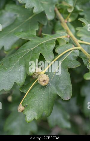 Very small young acorns grow on a branch. The fruit of the Quercus ...