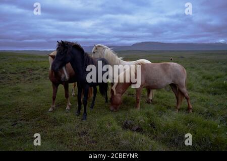 Closeup of adorable ponies in a large beautiful field under the blue ...