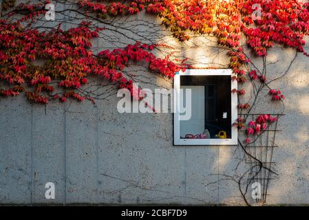 Concrete wall with grape vine in autumn. Selective focus Stock Photo ...