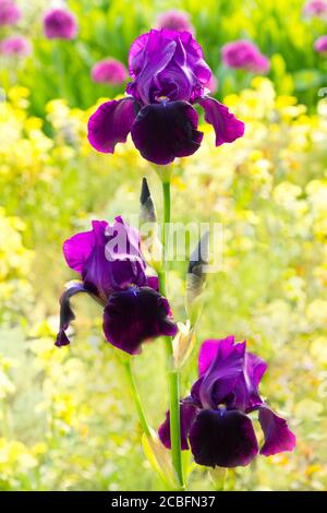 Closeup of purple iris flower with copy space isolated on light gray ...