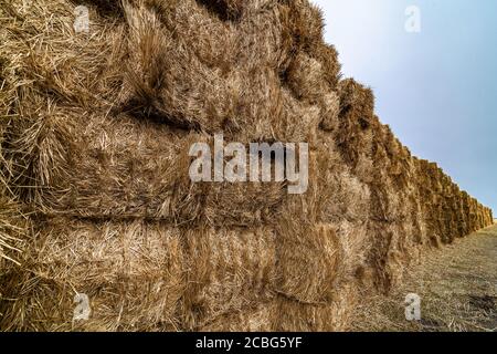 Haystacks in late Fall in Washington State Stock Photo - Alamy