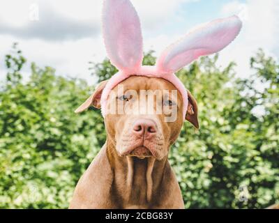 Lovable, pretty puppy of chocolate color. Close-up Stock Photo - Alamy
