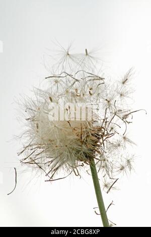 Dry thistle flowers, seeds with fluff. Reproduction of weeds, medicinal ...