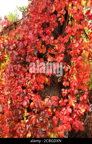 Virginia creeper vines grow up a tree in Jefferson National Forest in ...