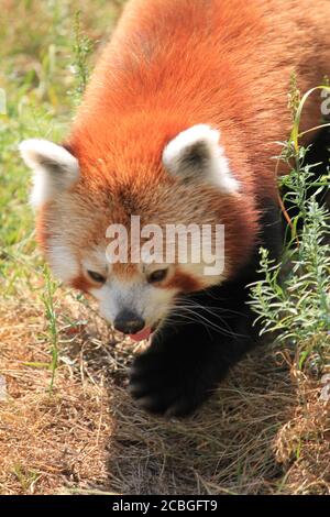 Red Panda while sleeping on the branches of a fir tree Stock Photo - Alamy
