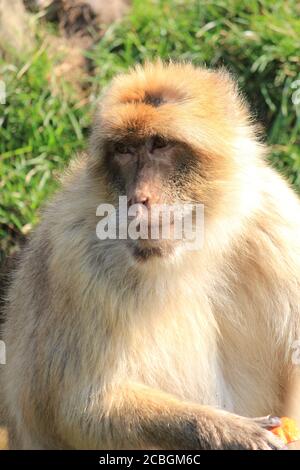 Macaque monkey in Dierenrijk Mierlo, the Netherlands Stock Photo - Alamy