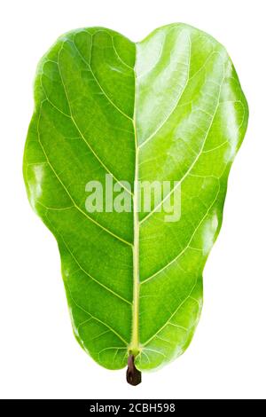 Ficus lyrate leaf isolated on white background Stock Photo - Alamy