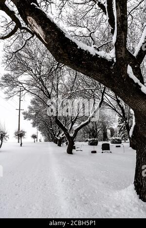 Thick Layers of Snow on Trees and Roads in Winter Stock Photo - Alamy