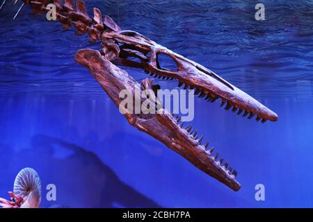 Fossil of prehistoric marine reptile Plesiosaur (Plesiosauria) showing ...
