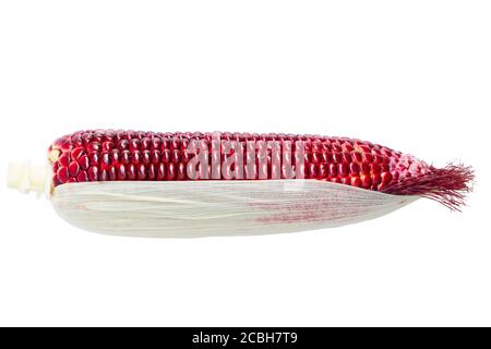 Fresh purple corn isolated on white background Stock Photo - Alamy