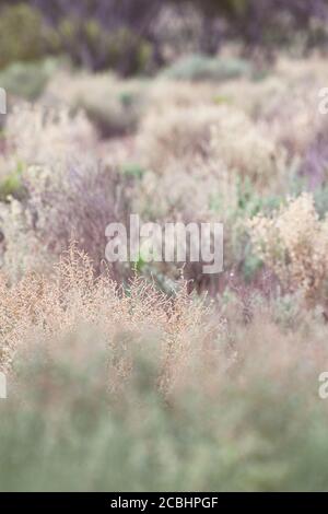 Kidney-fruited Saltbush (Atriplex stipitata) - selective focus ...