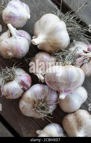 Ripe aromatic garlic heap for cooking Stock Photo - Alamy