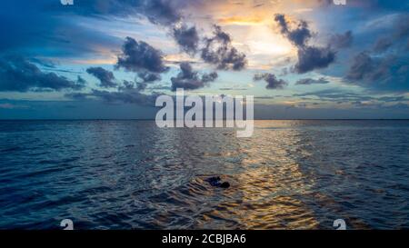 American alligator at sunset Stock Photo - Alamy