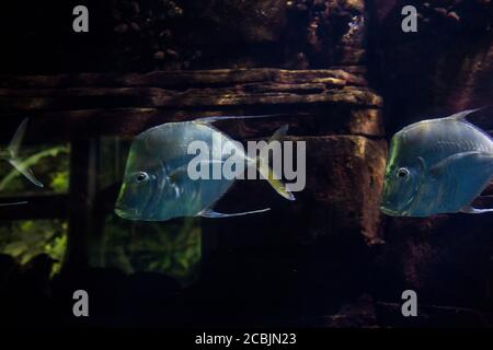 Lockdown fish, Selene Dorsal Atlantic, swimming in the Berlin Aquarium ...
