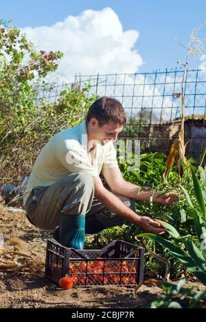 Male farmer picking fresh tomatoes from his hothouse garden Stock Photo ...