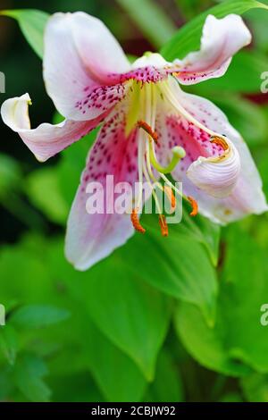 Fragrant Stargazer pink Asiatic lily flower in bloom Stock Photo - Alamy