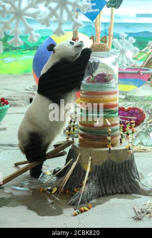 Harbin, China. 12th Aug, 2020. Panda Si Jia is eating fruit cake to ...