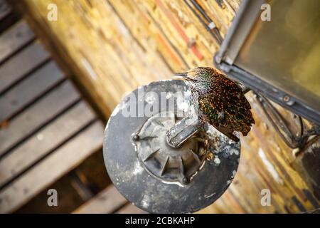 A starling bird perching on a street light at Camden market in London ...