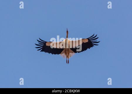 A great stork flying in the skies of Marrakech, Morocco Stock Photo - Alamy