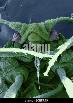 Scanning electron micrograph (SEM) of Aphid wasp (Anagrus epos). A ...