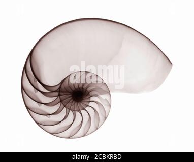Nautilus shell x-ray Stock Photo - Alamy
