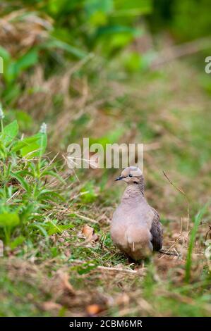 Mourning Dove (Zenaida macroura). Early spring in Acadia National Park ...