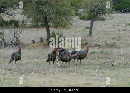 Male turkeys searching for food in the Hill Country of Texas near Hunt ...