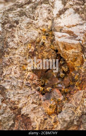 A honey bee nest in a hole of a tree in the Hill Country of Texas near ...