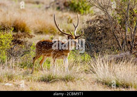 The chital (Axis axis), also known as spotted deer, chital deer, and ...