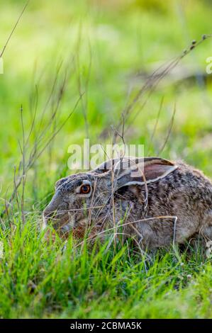 A jack rabbit in the Hill Country of Texas near Hunt, USA Stock Photo ...
