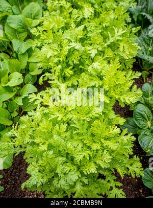 asian greens growing in a garden in spring Stock Photo - Alamy