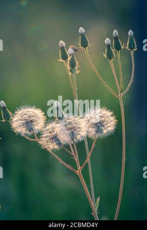 Crepis albida seeds and buds Stock Photo - Alamy