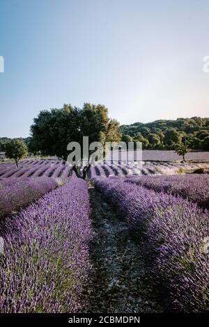 Lavender fields in Ardeche in southeast France Stock Photo - Alamy