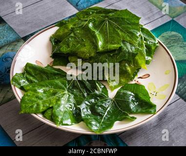 Chaya plant leaves. Chaya plant (Cnidoscolus aconitifolius). Chaya is a ...