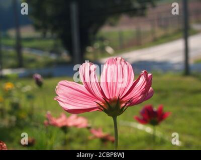 A closeup of sunlight beaming through a green leaf at sunset Stock ...