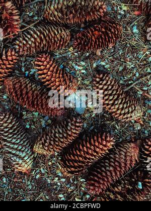 Vertical shot of long pinecones on a forest floor Stock Photo - Alamy