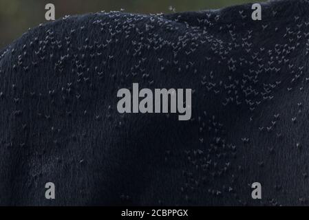 Horn flies (Haematobia irritans) on the back and sides of an Angus calf ...