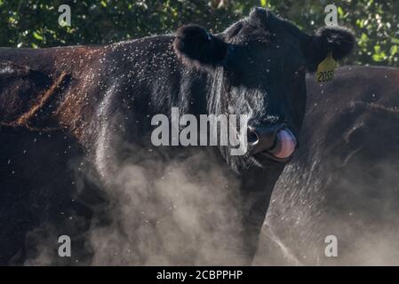 Horn flies (Haematobia irritans) on the back and sides of an Angus calf ...