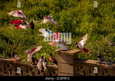 Colorful birds flying above a stone fence Stock Photo - Alamy