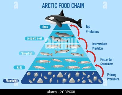 Arctic food chain pyramid Stock Vector Image & Art - Alamy