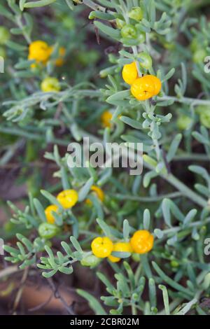 Ruby Saltbush (Enchylaena tomentosa) fruiting. Entwood Sanctuary ...