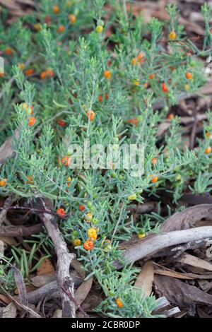 Ruby Saltbush (Enchylaena tomentosa) fruiting. February 2011. Entwood ...