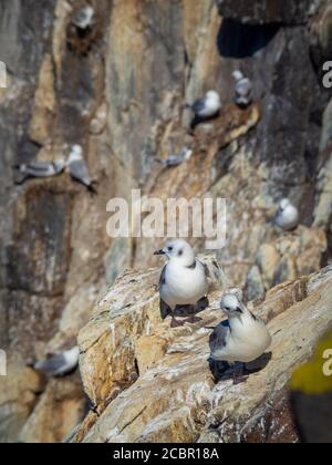 Puffling, a puffin chick, being released from a boat off the Isle of ...