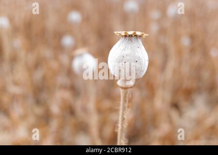 The fruit of the opium poppy, scientific name: papaver somniferum Stock ...