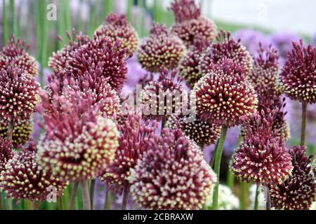 Allium 'Red Mohican' in flower Stock Photo - Alamy