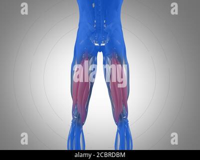 Hamstring muscle group, human anatomy muscle system. 3d illustration ...