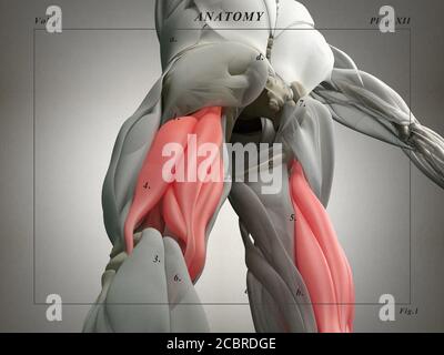 Hamstring muscle group, human anatomy muscle system. 3d illustration ...