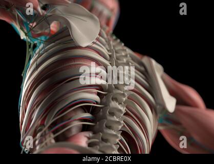 Chewing muscles. Illustration of the human skull with part of the jaw ...