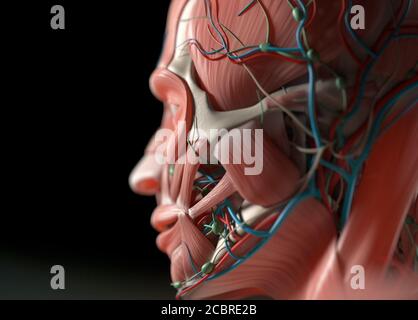 Chewing muscles. Illustration of the human skull with part of the jaw ...