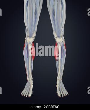 Anatomy illustration of Calf muscles, human anatomy, gastrocnemius. 3d ...